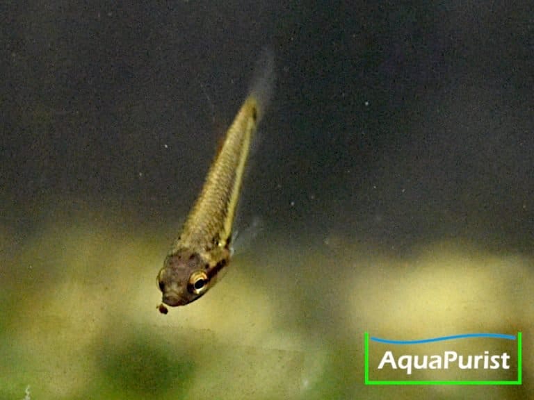 2x Roter Kampffisch (Betta rubra "Aceh Barat südl.") - AquaPurist.de