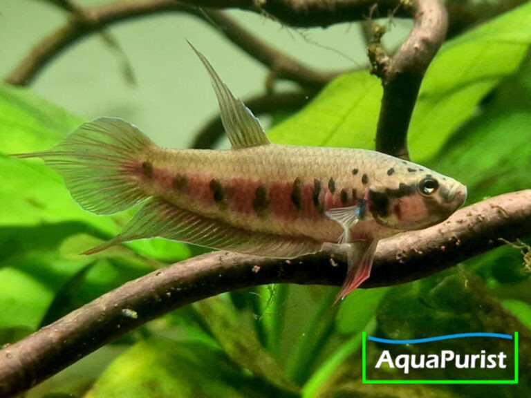 2x Roter Kampffisch (Betta rubra "Aceh Barat südl.") - AquaPurist.de