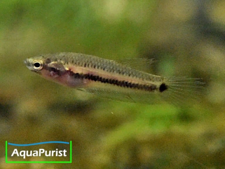 2x Roter Kampffisch (Betta rubra "Aceh Barat südl.") - AquaPurist.de