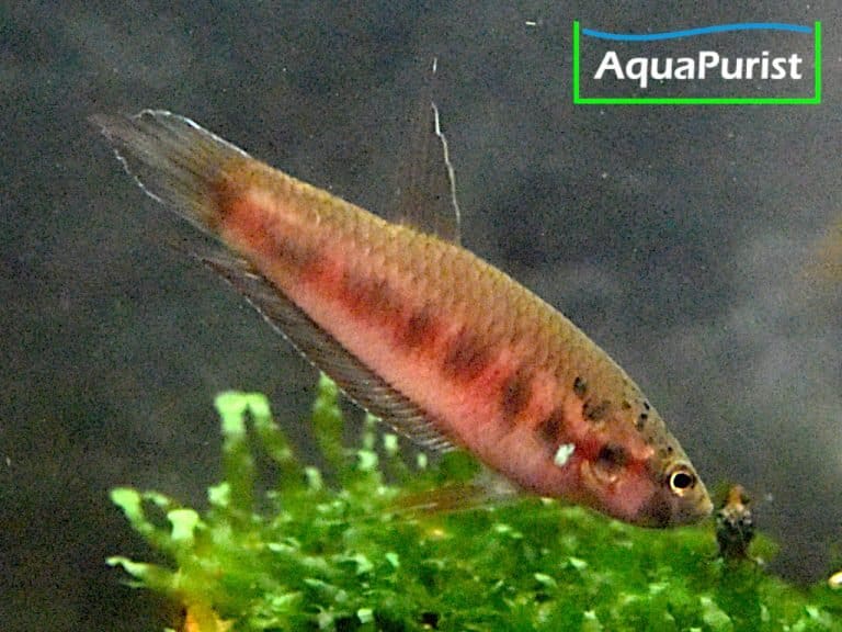 Roter Kampffisch (Betta rubra "Aceh Barat südl.") - Paar - AquaPurist.de