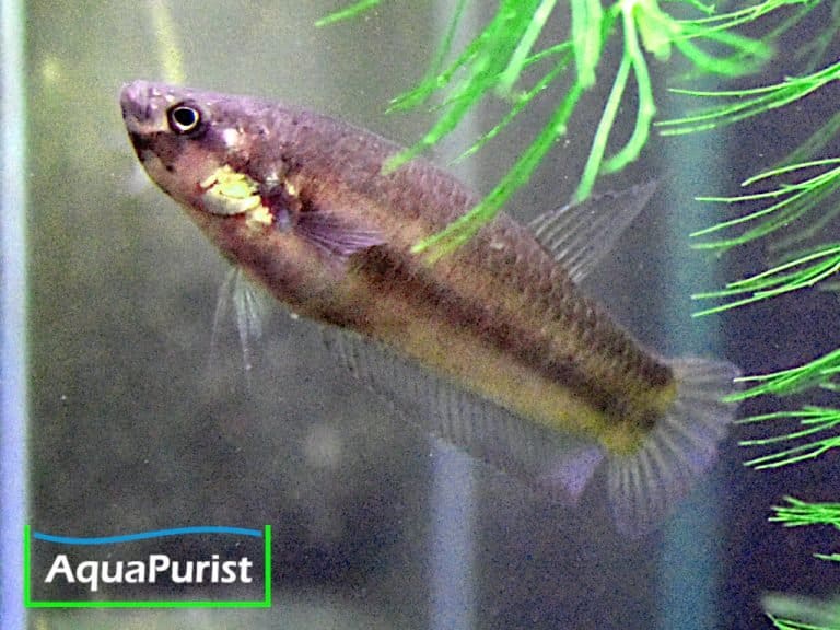 2x Roter Kampffisch (Betta rubra "Aceh Barat südl.") - AquaPurist.de