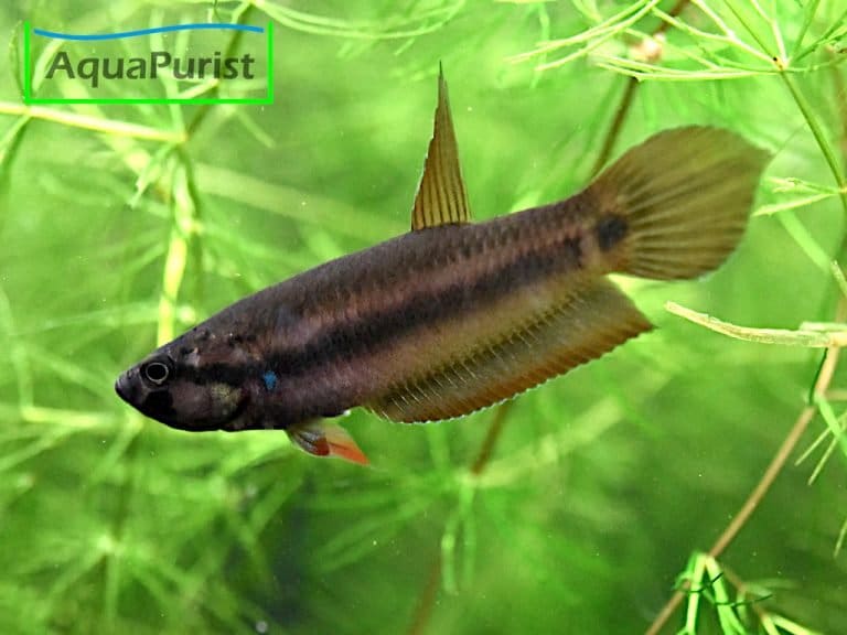 2x Roter Kampffisch (Betta rubra "Aceh Barat südl.") - AquaPurist.de