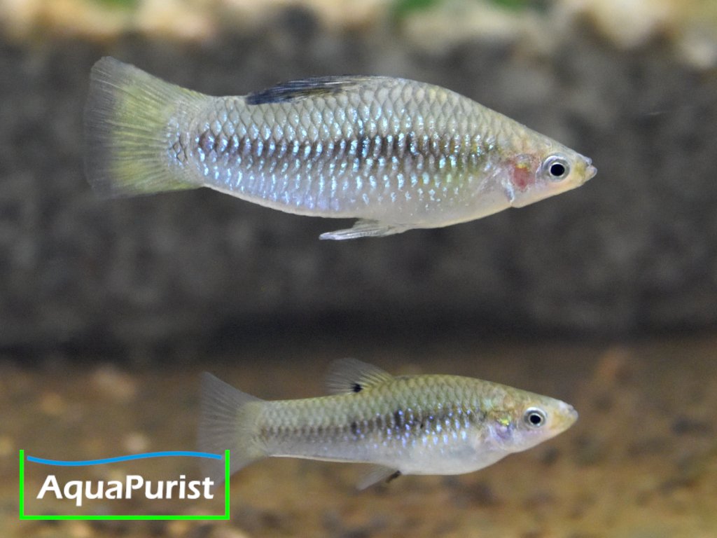 Lebendgebärende - AquaPurist.de