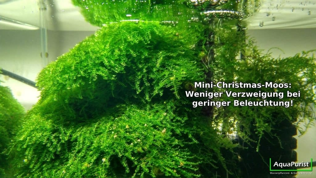Mini-Christmas-Moos (Vesicularia sp.) submers - AquaPurist.de
