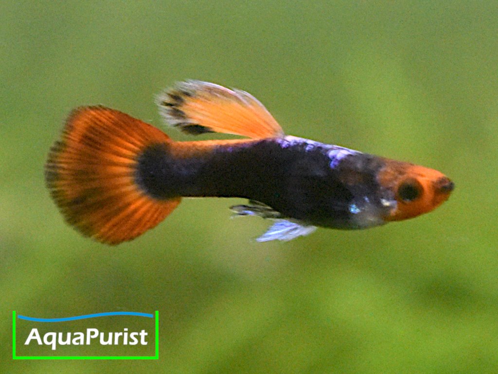 Fische - AquaPurist.de | Online bestellen