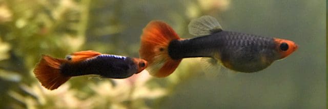 Dero digitata - Mikrofex - Deroworms - Lebendfutter Zuchtansatz ...