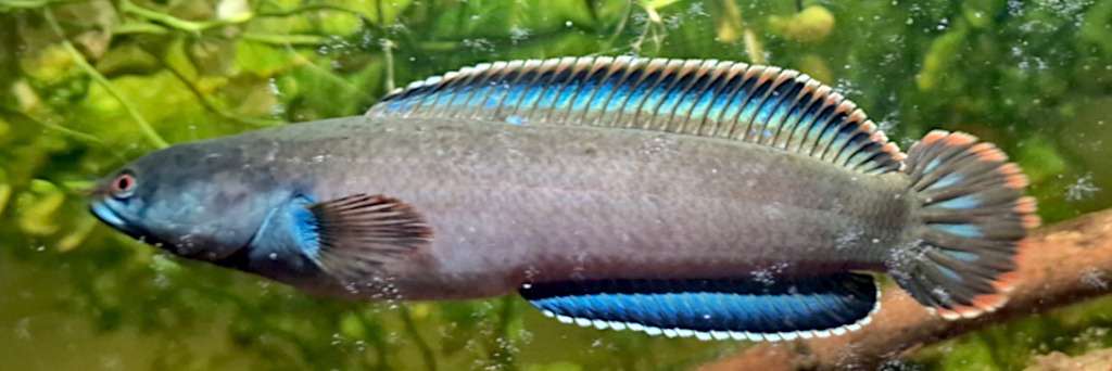 Dero digitata - Mikrofex - Deroworms - Lebendfutter Zuchtansatz ...
