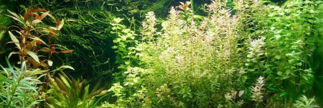 Dero digitata - Mikrofex - Deroworms - Lebendfutter Zuchtansatz ...