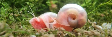 Dero digitata - Mikrofex - Deroworms - Lebendfutter Zuchtansatz ...