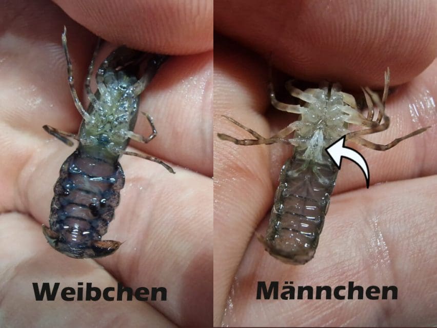 Kleinster Zwergflusskrebs (Cambarellus diminutus) - AquaPurist.de