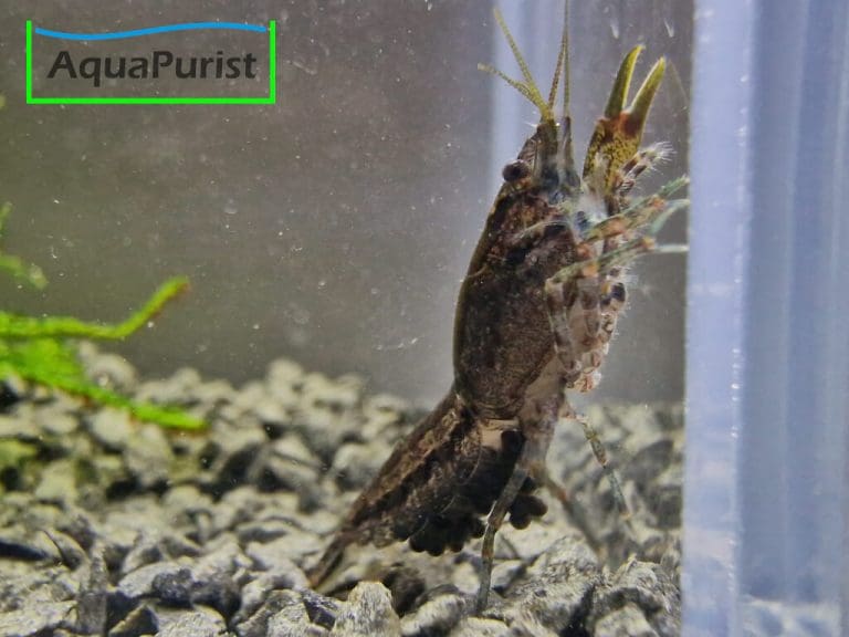 Kleinster Zwergflusskrebs (Cambarellus diminutus) - AquaPurist.de