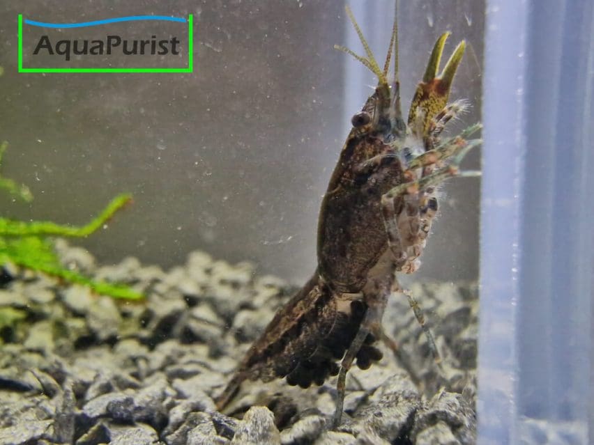 Kleinster Zwergflusskrebs (Cambarellus diminutus) - AquaPurist.de