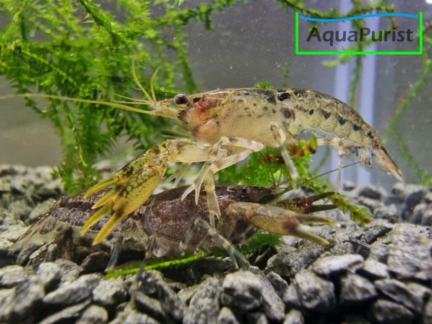 Kleinster Zwergflusskrebs (Cambarellus diminutus) - AquaPurist.de