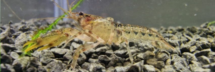 Dero digitata - Mikrofex - Deroworms - Lebendfutter Zuchtansatz ...