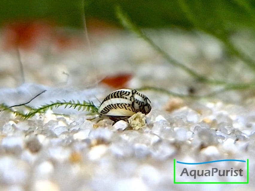 Gemeine Kahnschnecke (Theodoxus fluviatilis) - AquaPurist.de