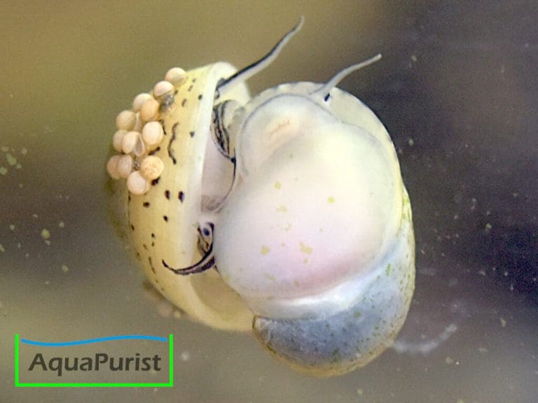 Gemeine Kahnschnecke (Theodoxus fluviatilis) - AquaPurist.de