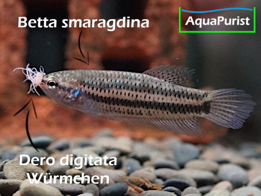 Dero digitata - Mikrofex - Deroworms - Lebendfutter Zuchtansatz ...