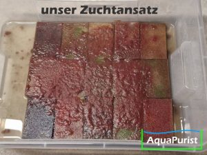 Dero digitata - Mikrofex - Deroworms - Lebendfutter Zuchtansatz ...