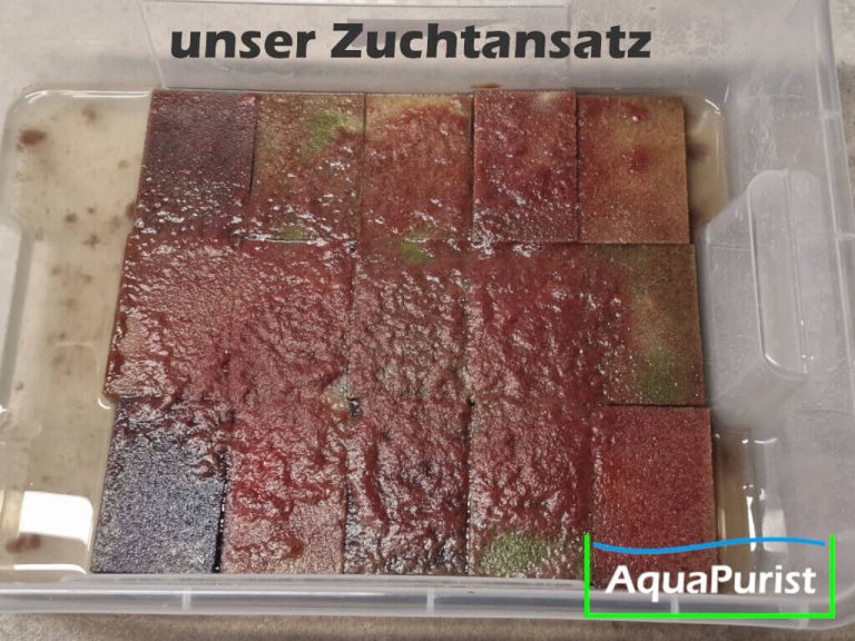 Dero digitata - Mikrofex - Deroworms - Lebendfutter Zuchtansatz ...