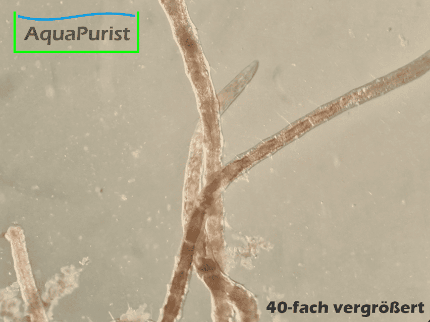 Dero digitata - Mikrofex - Deroworms - Lebendfutter Zuchtansatz ...