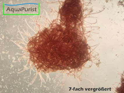 Dero digitata - Mikrofex - Deroworms - Lebendfutter Zuchtansatz ...