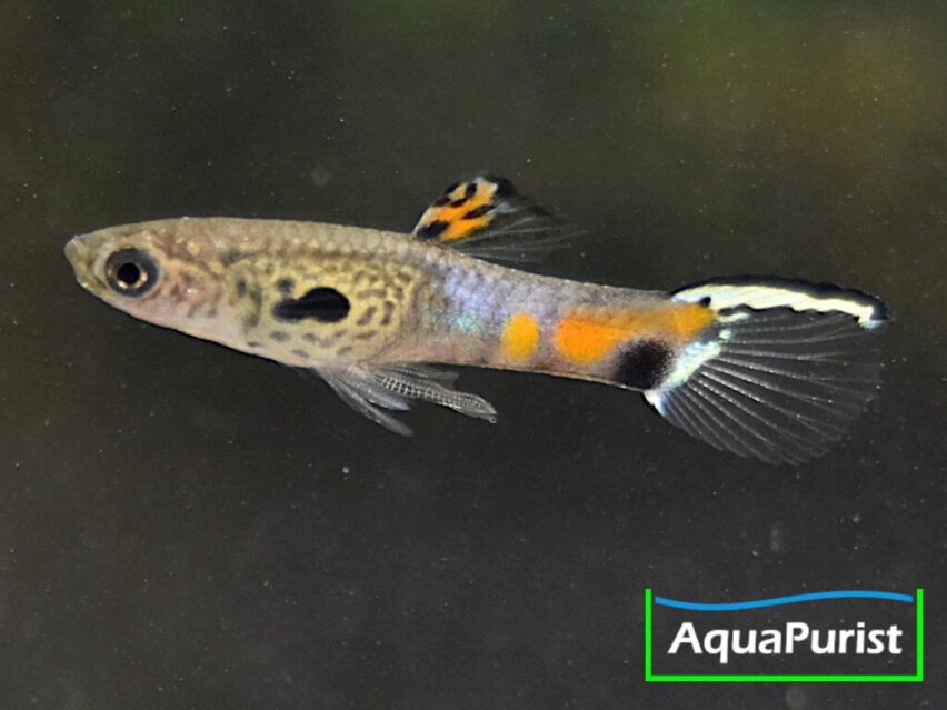 Endler Guppy „Snakeskin“ Campoma No. 31 (Poecilia wingei) - AquaPurist.de