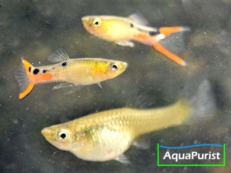 Endler Guppy Cumana „El Dorado“ (Poecilia wingei) - AquaPurist.de