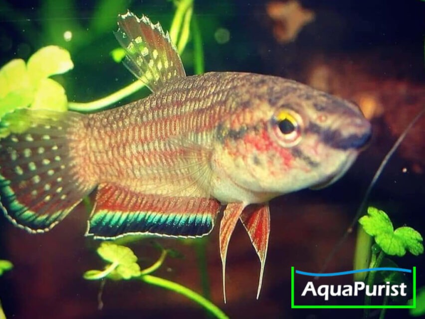 Krabi Kampffisch (Betta simplex) - Wildform Ao Luk Typ 2 - TRIO - AquaPurist.de